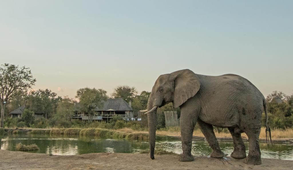 Simbambili Game Lodge - BushBreaks
