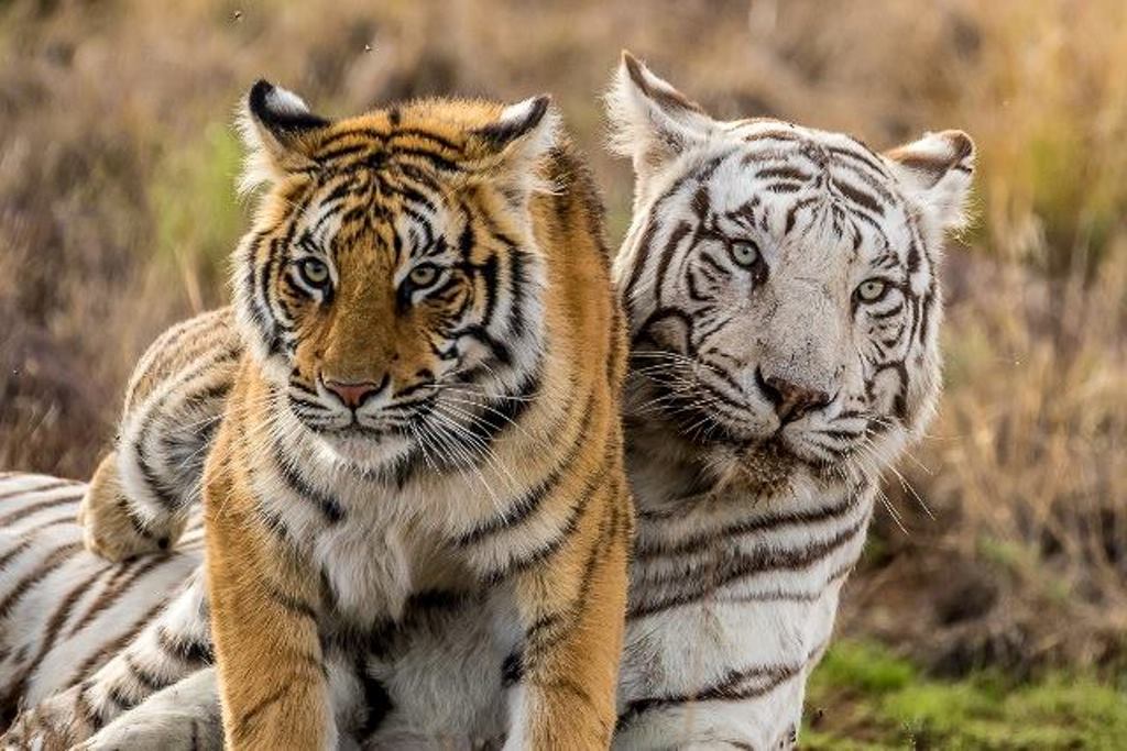 Tiger Canyon Private Game Reserve - BushBreaks