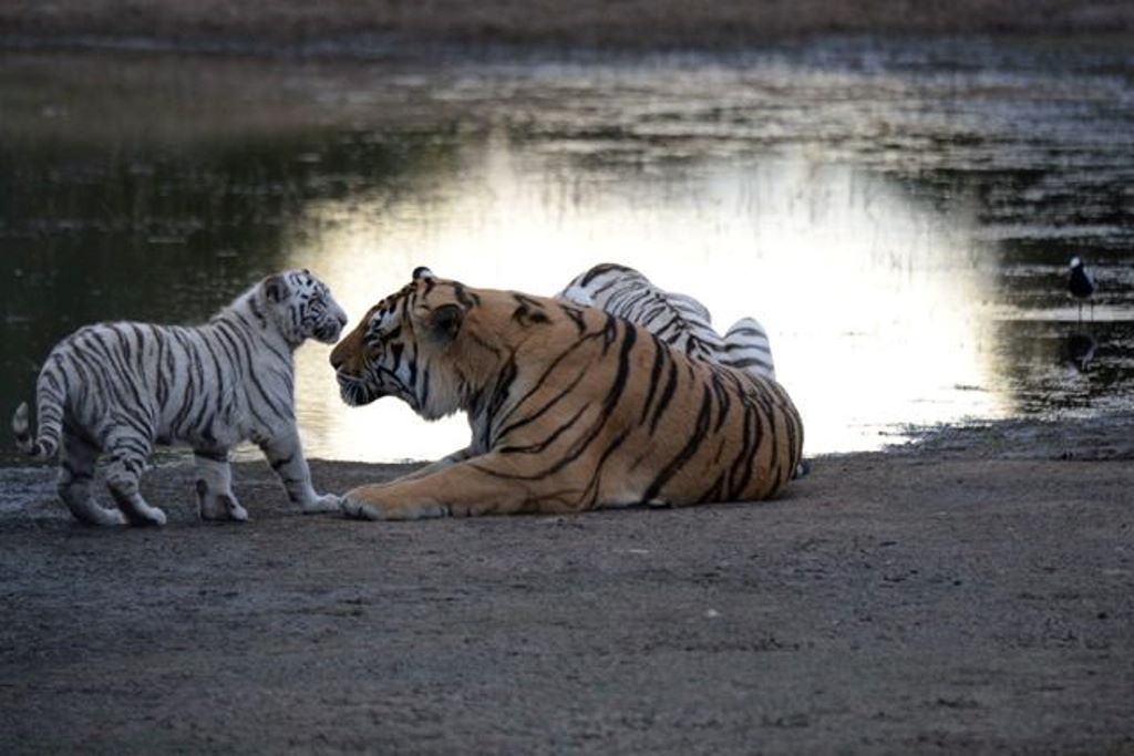 Tiger Canyon Private Game Reserve - BushBreaks
