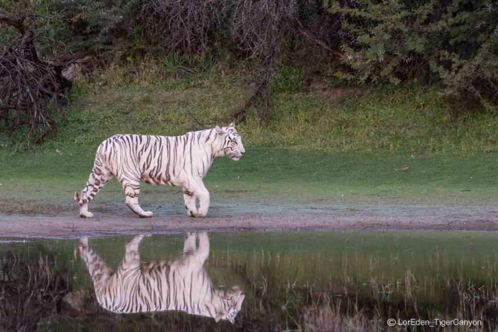 Tiger Canyon Private Game Reserve - BushBreaks